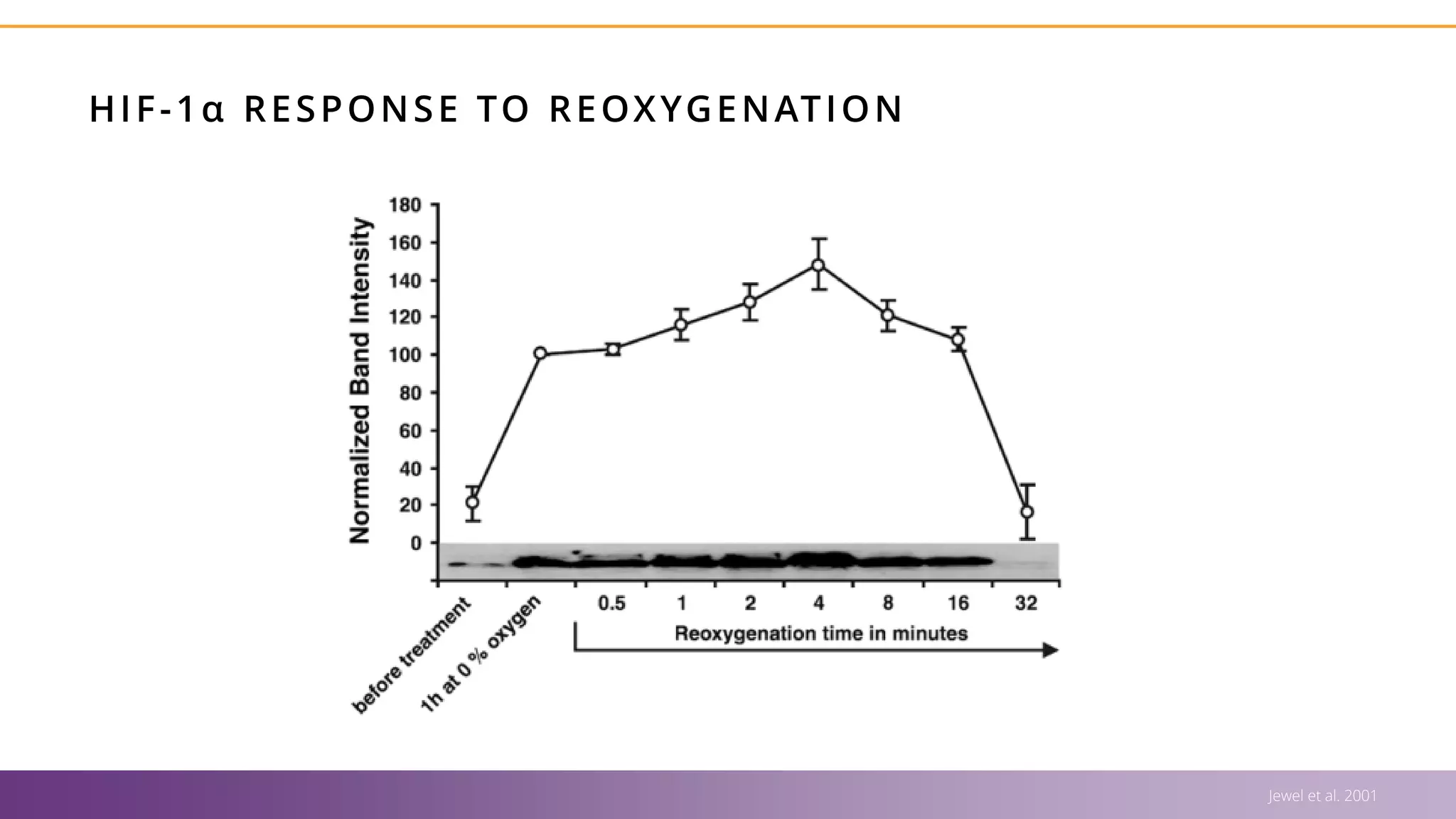 What is hyperoxia, normoxia and hypoxia to cells: Why researchers ...