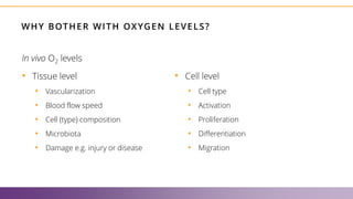 What is hyperoxia, normoxia and hypoxia to cells: Why researchers ...