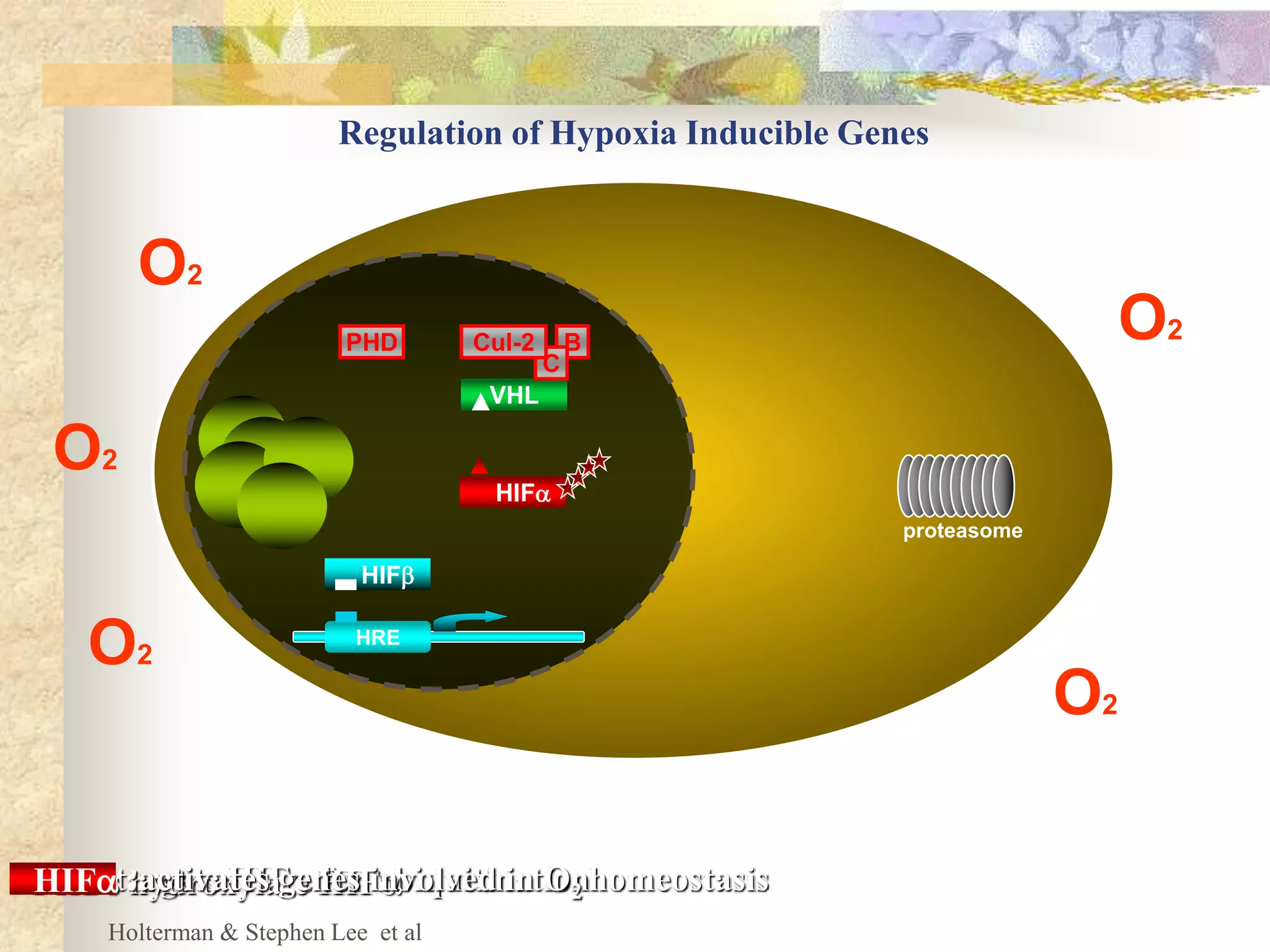 Hypoxia (HIF) as a major target of cancer therapy | PPTX