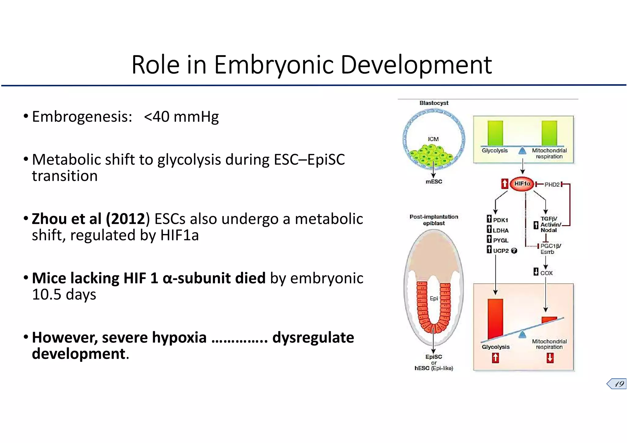 Hypoxia inducible factor (hif) | PDF