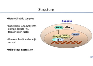 Hypoxia inducible factor (hif) | PDF