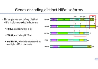 Hypoxia inducible factor (hif) | PDF