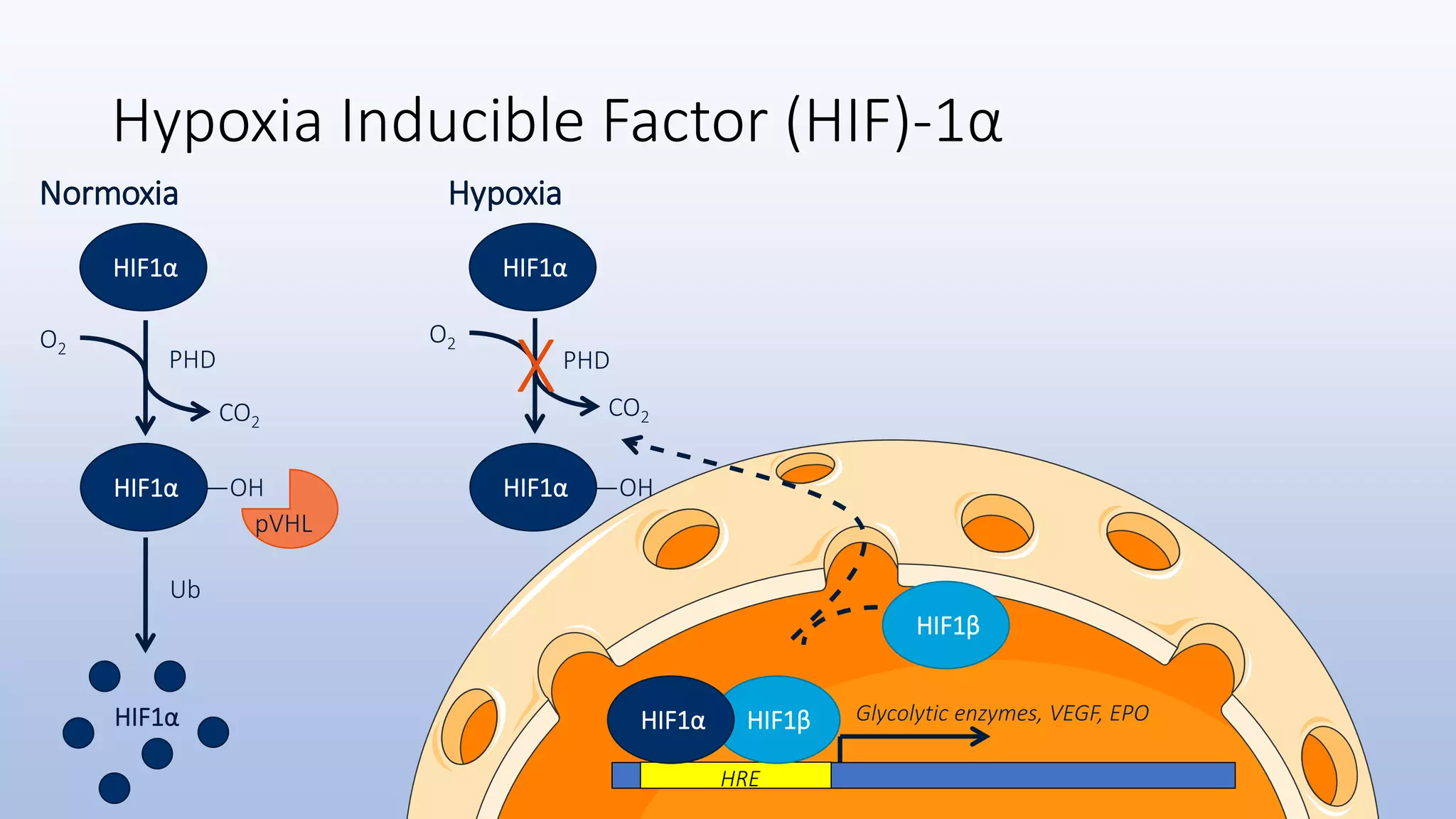 What is hyperoxia, normoxia and hypoxia to cells | PPTX