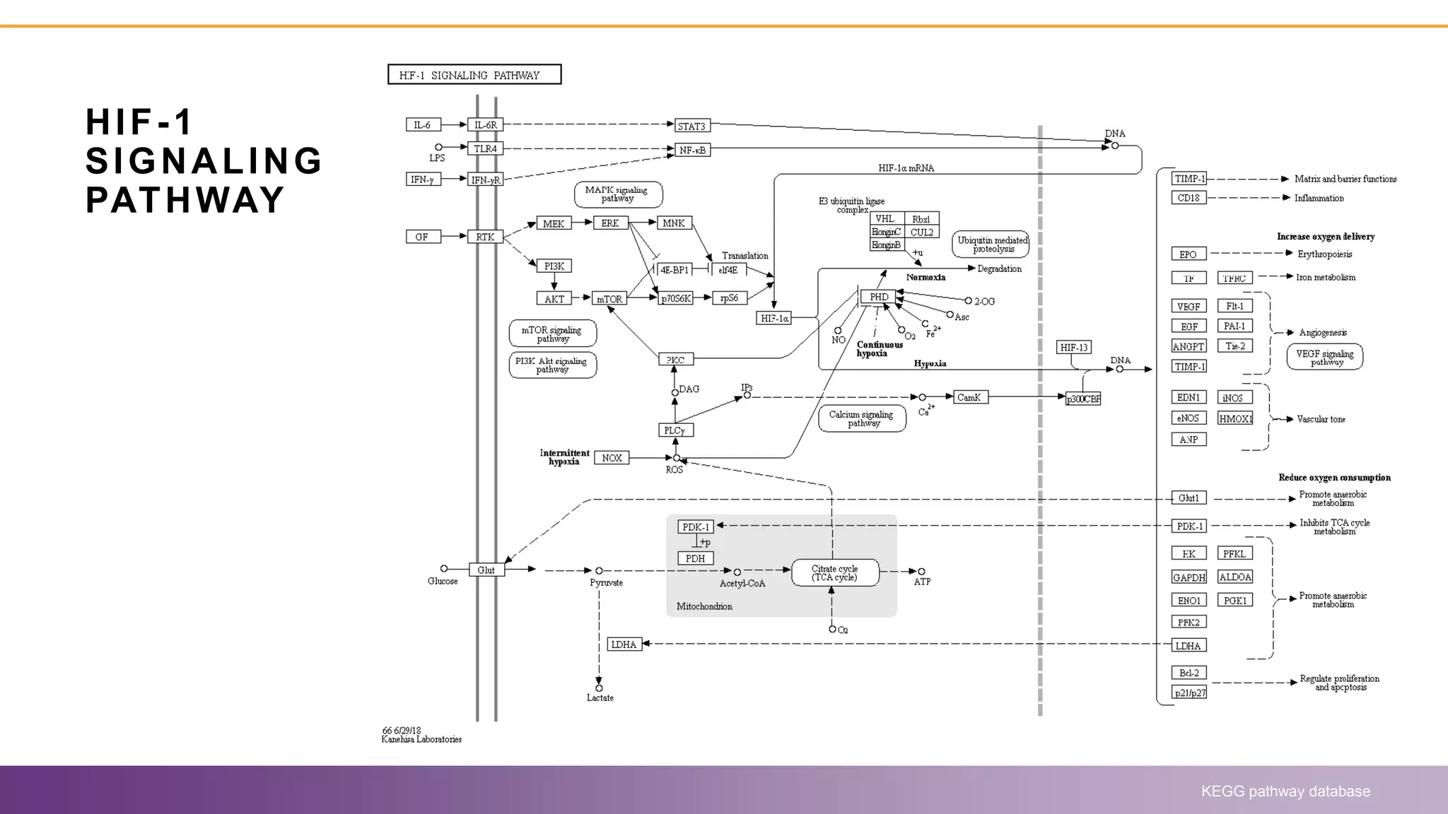 What is hyperoxia, normoxia and hypoxia to cells | PPTX