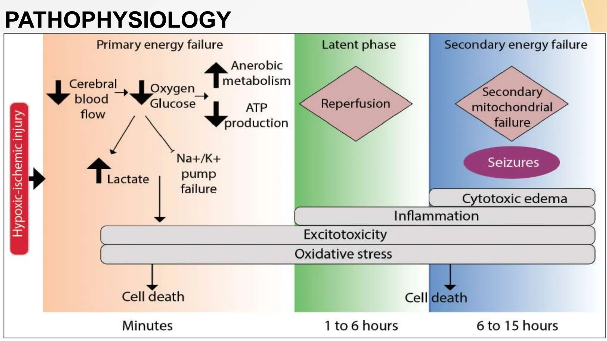 HYPOXIC ISCHEMIC ENCEPHALOPATHY/BIRTH ASPHYXIA.pptx