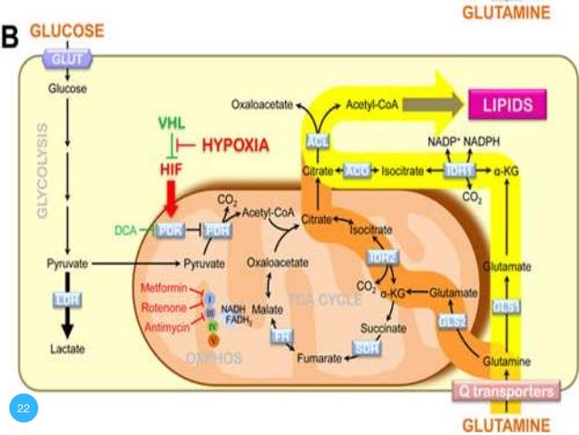 Hypoxic Regulation Of Lipid Metabolism