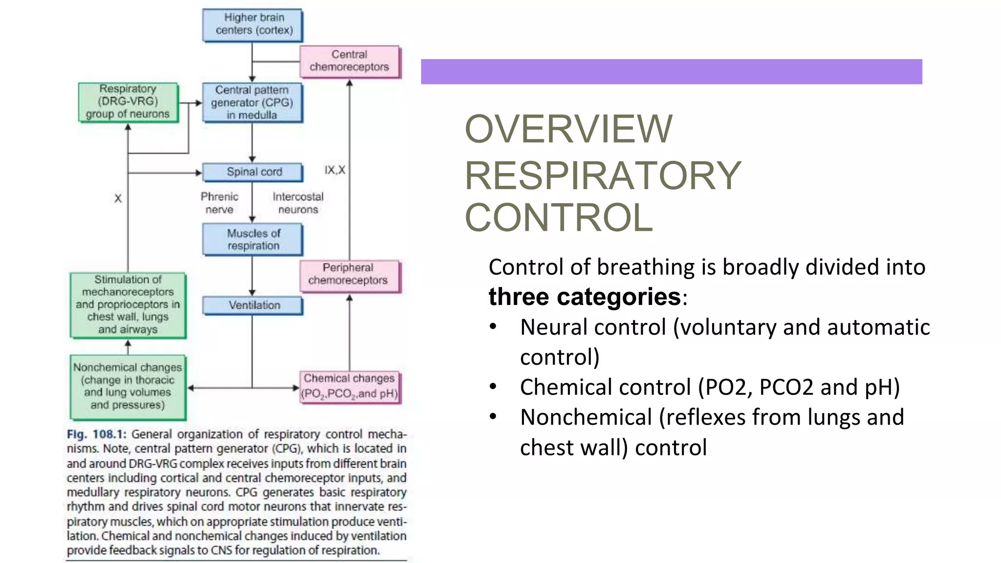 Hypoxic respiratory drive | PPTX