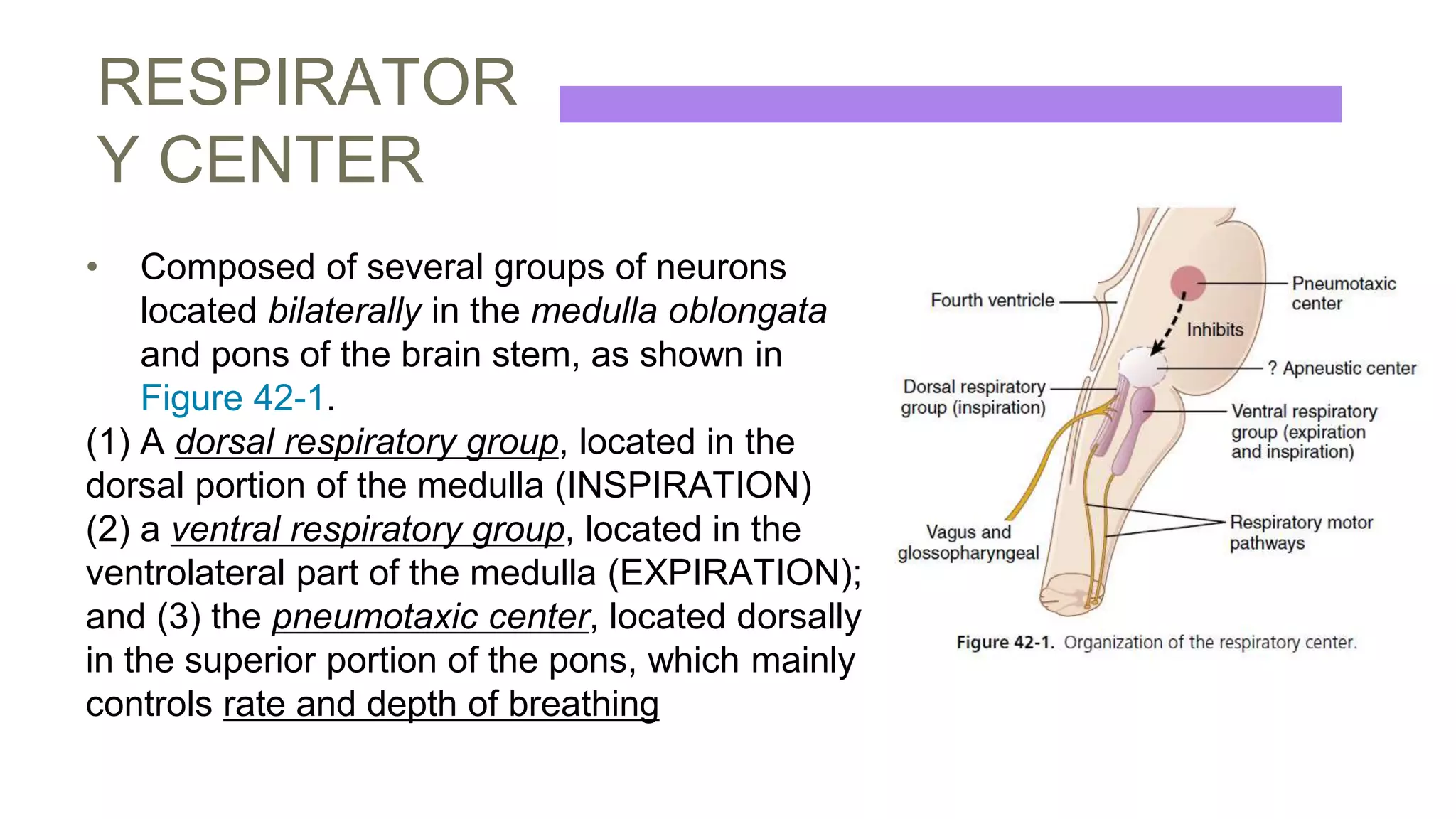 Hypoxic respiratory drive | PPTX
