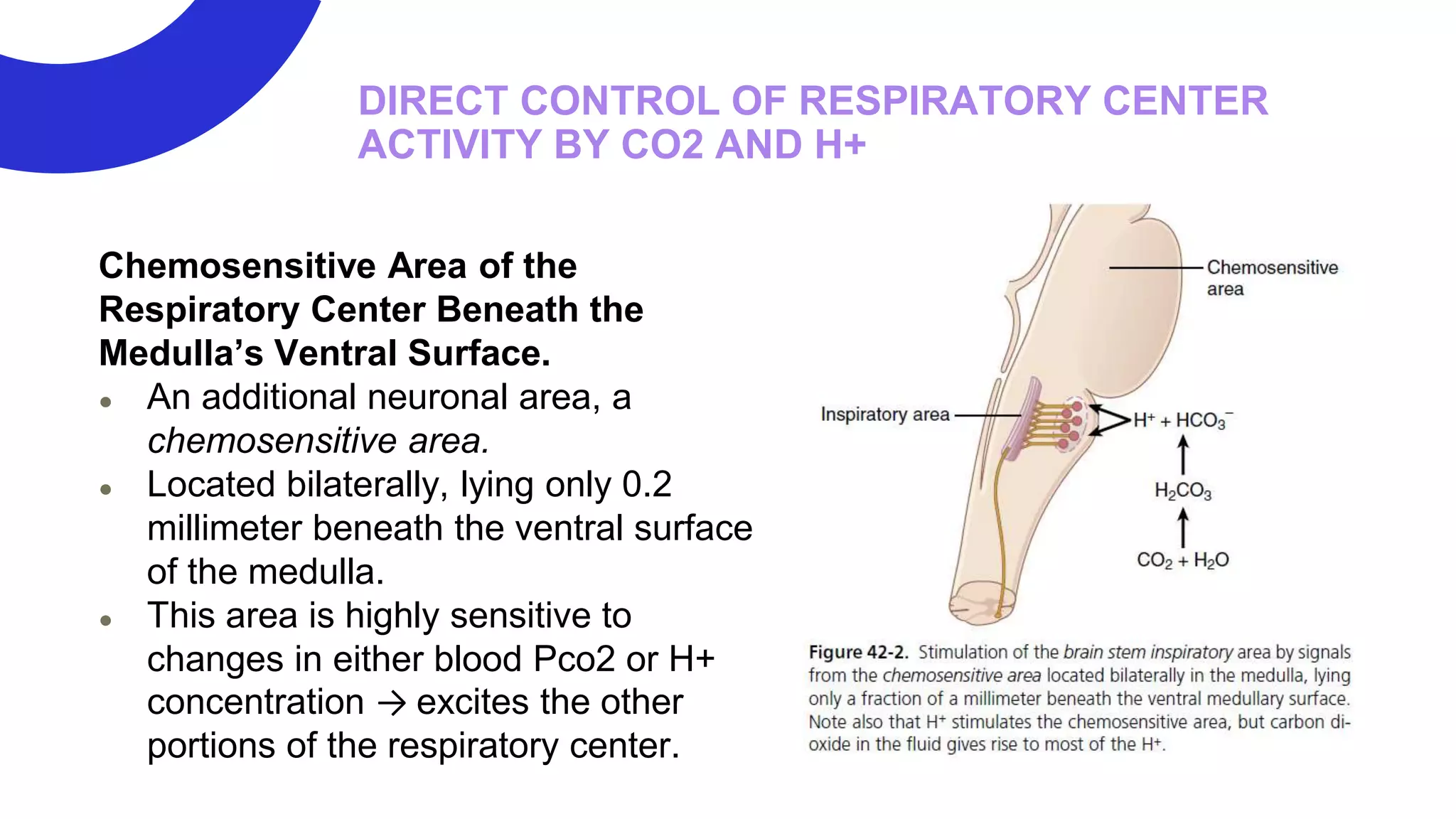Hypoxic respiratory drive | PPTX