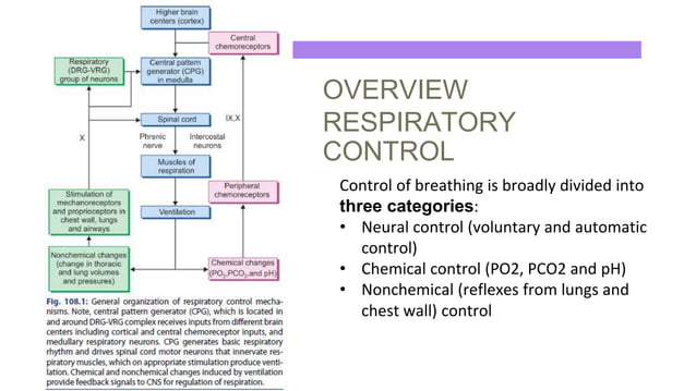 Hypoxic respiratory drive | PPTX