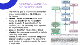 Hypoxic respiratory drive | PPTX