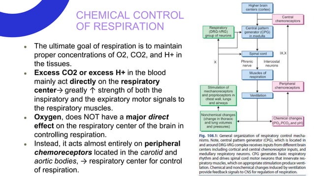 Hypoxic respiratory drive | PPTX