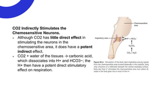 Hypoxic respiratory drive | PPTX