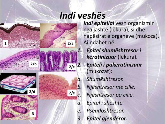 Hyrje ne anatomi | PPSX