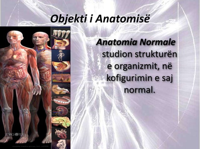 Hyrje ne anatomi | PPSX