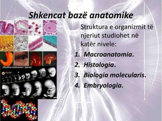 Hyrje ne anatomi | PPSX
