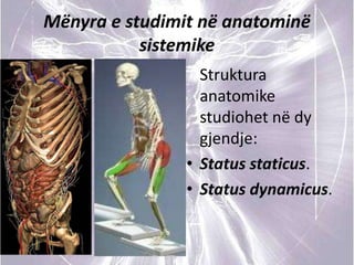 Hyrje ne anatomi | PPSX