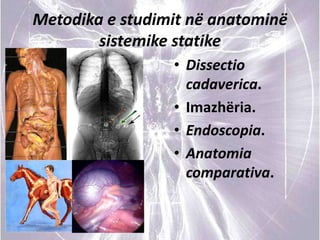 Hyrje ne anatomi | PPSX