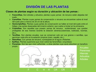 Introducción a botánica una mirada general .pptx