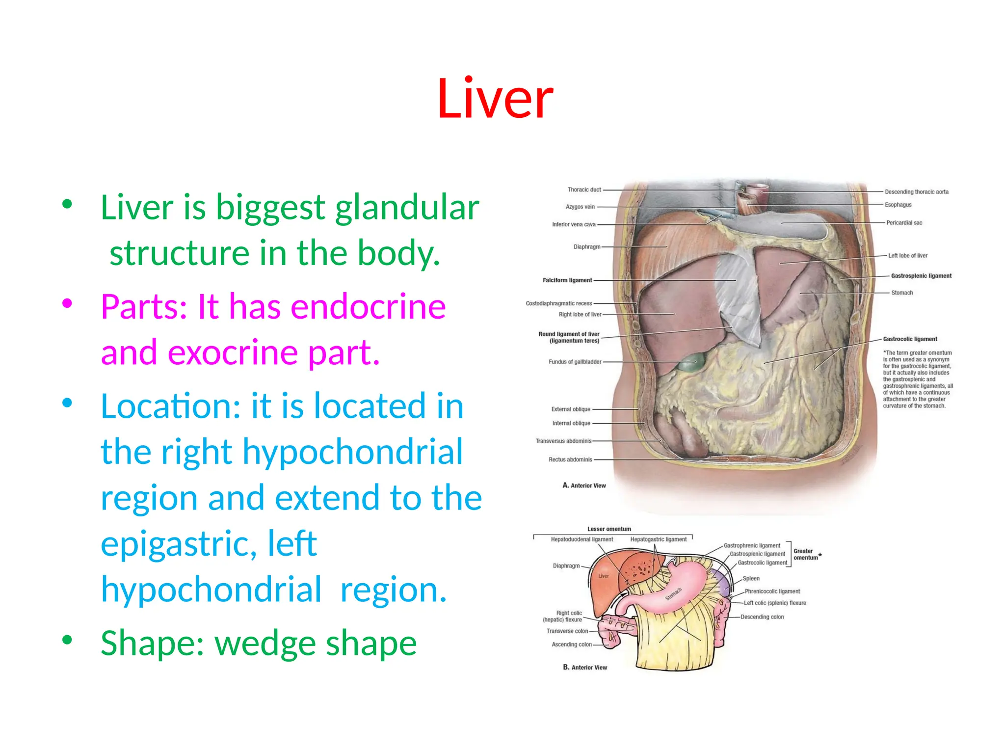 anatomy of liver for medical and paramedical students | PPTX