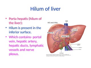 anatomy of liver for medical and paramedical students | PPTX