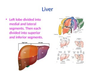 anatomy of liver for medical and paramedical students | PPTX
