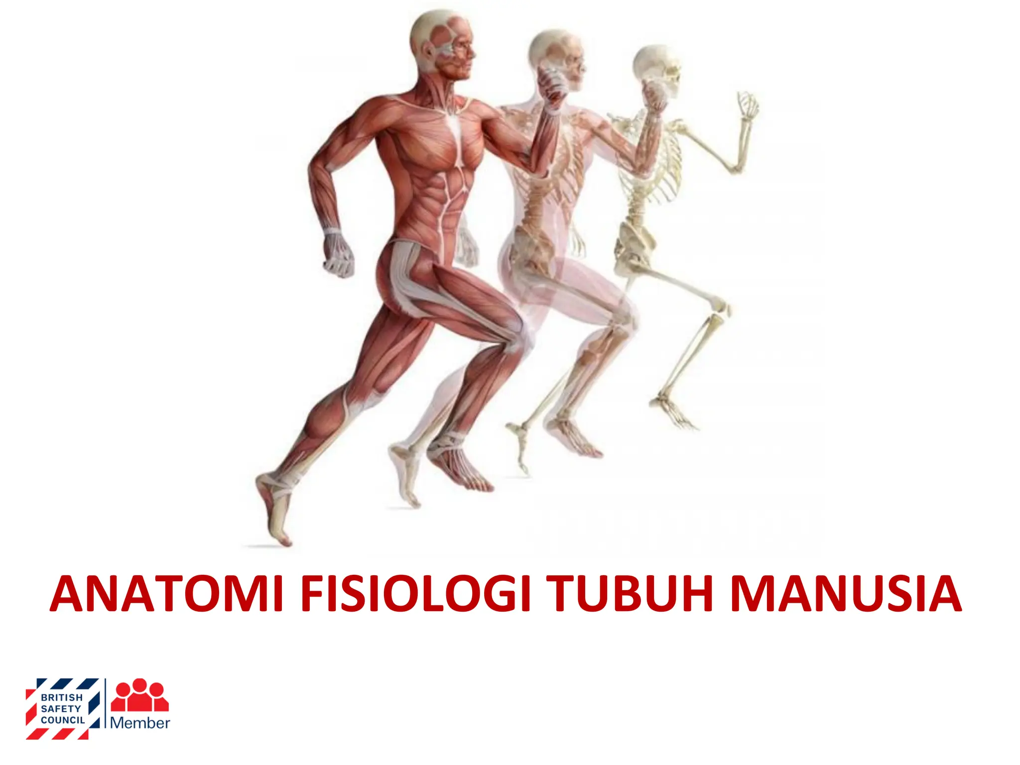 I. ANATOMI FISIOLOGI pada materi pertolongan pertama pada kecelakaan.pdf