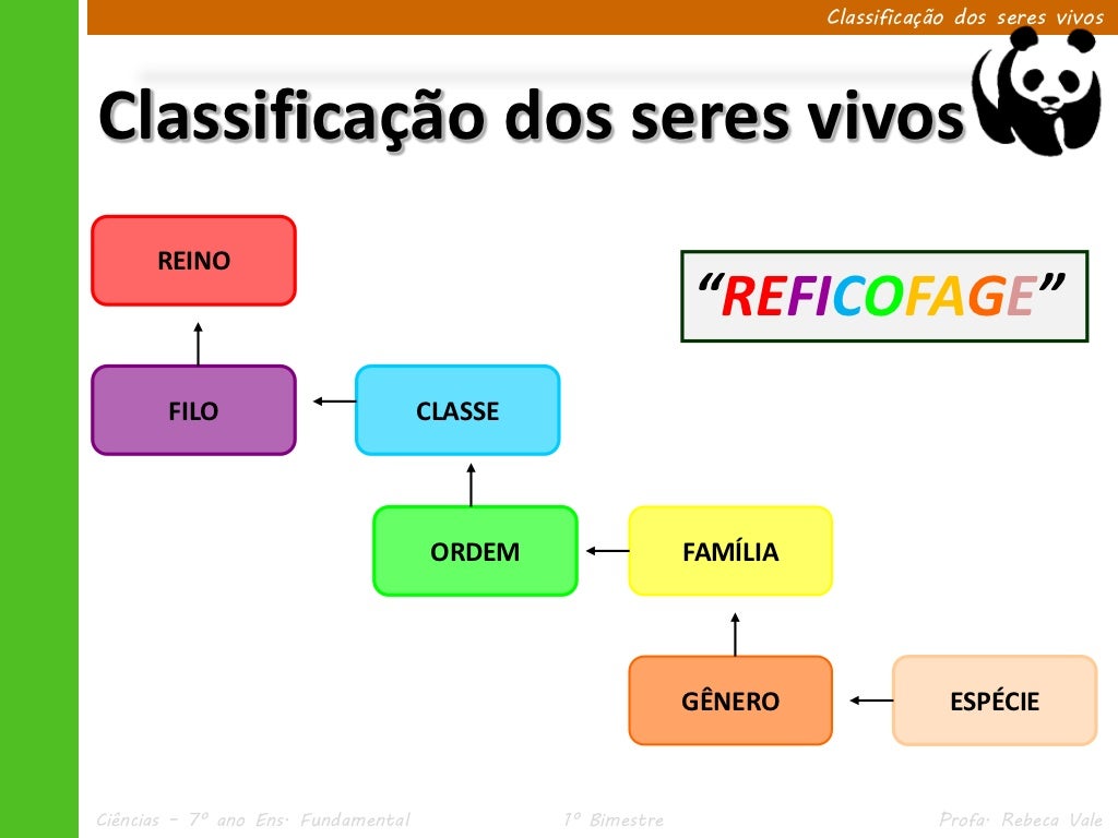 Bio Classificacao Dos Seres Vivos Classificacao Dos Seres Vivos Images Bio Classificacao Dos Seres Vivos Classificacao Dos Seres Vivos Images