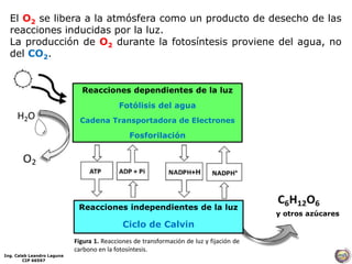 LA FOTOSÍNTESIS DE LAS PLANTAS Y POSCOSECHA | PDF