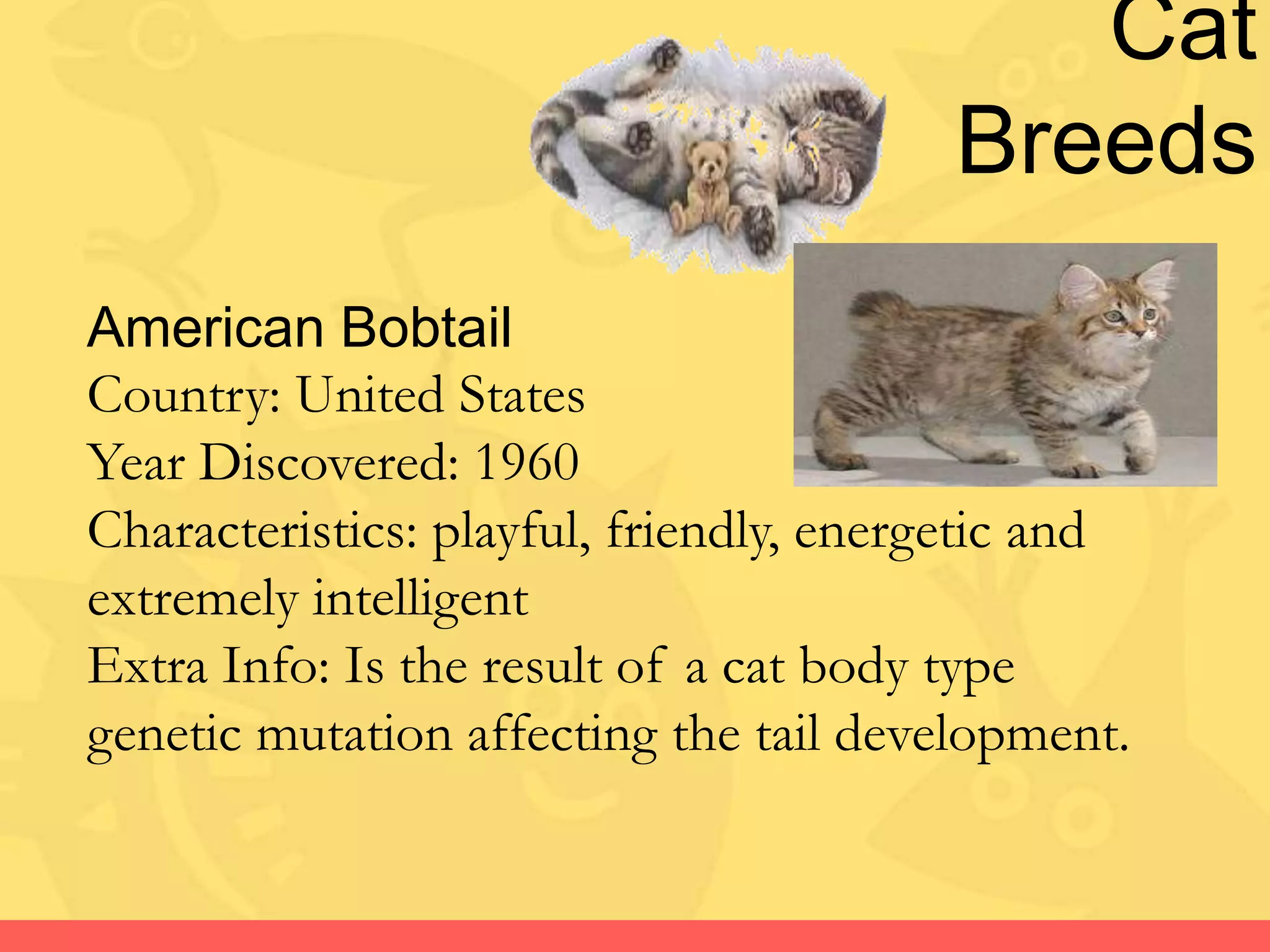 All about Cats | PPTX