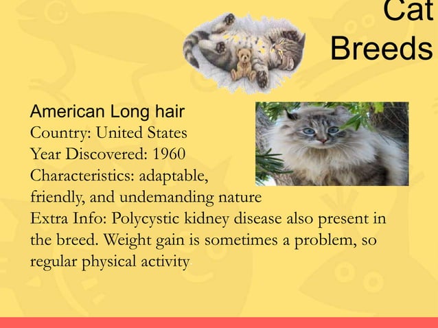 All about Cats | PPTX | Veterinary Medicine | Pets