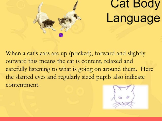 All about Cats | PPTX | Veterinary Medicine | Pets