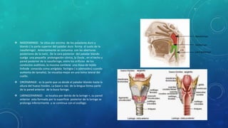 Laringograma y EsofogramaTecnicas Raiografias | PDF
