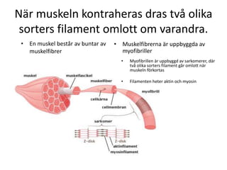 I -muskler-leder--rorelse---editerad-av-daniel-v02 | PPT