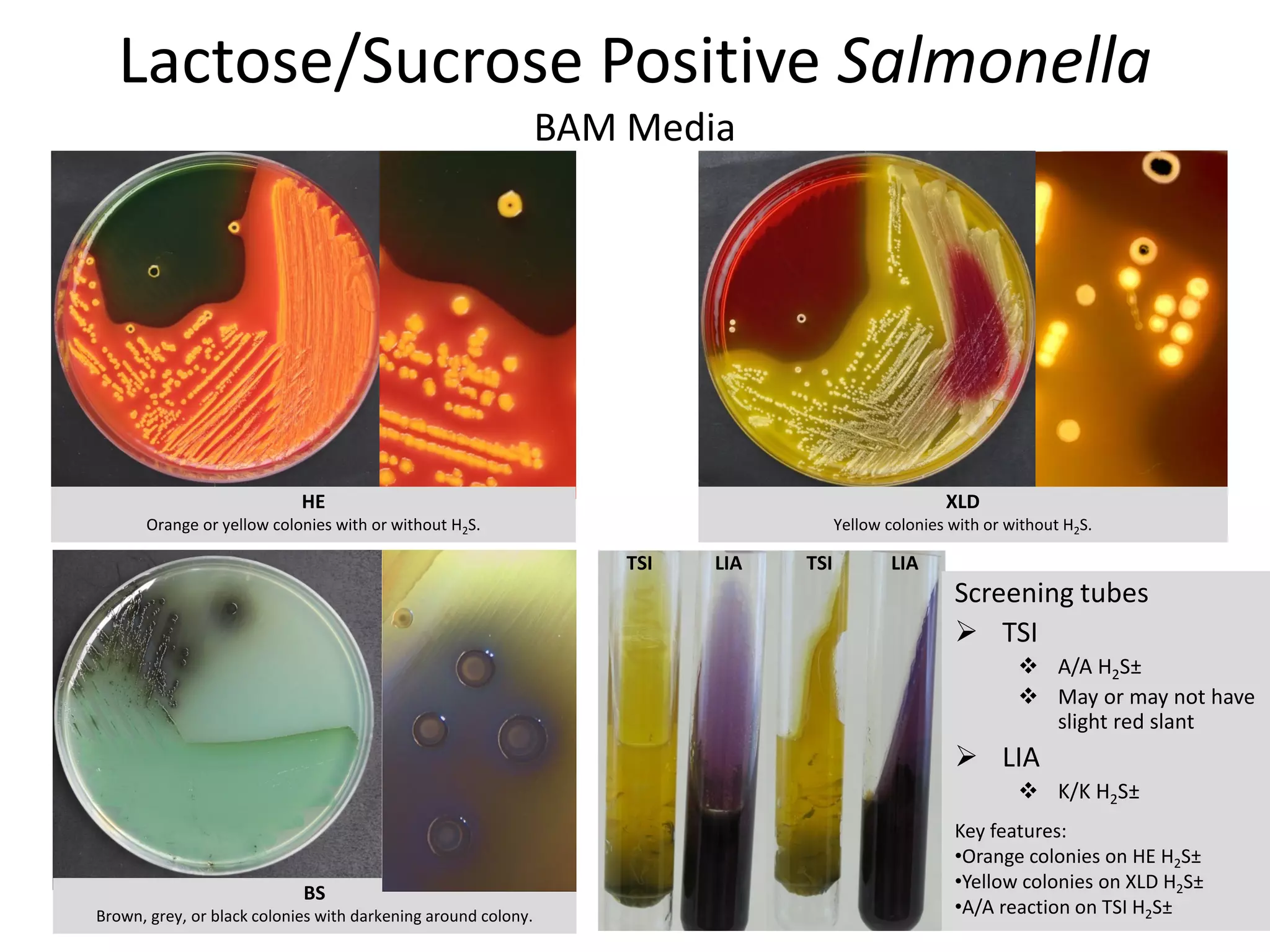 -i-Salmonella--i--Flipbook.pdf