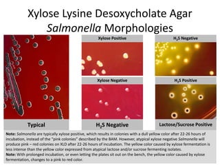 -i-Salmonella--i--Flipbook.pdf | Infectious Diseases | Diseases and ...