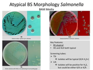 -i-Salmonella--i--Flipbook.pdf