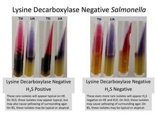 -i-Salmonella--i--Flipbook.pdf | Infectious Diseases | Diseases and ...