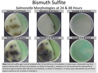 Bismuth Sulfite Agar