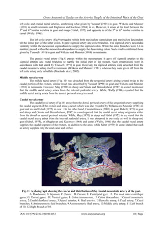 Gross Anatomical Studies on the Arterial Supply of the Intestinal Tract ...