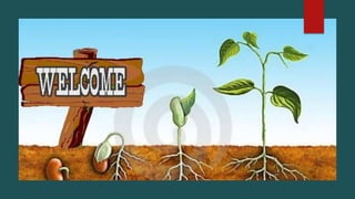 Seed storage process | PPTX | Agriculture | Industries