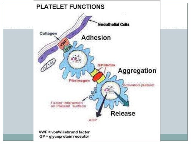 Glanzmann thrombasthenia