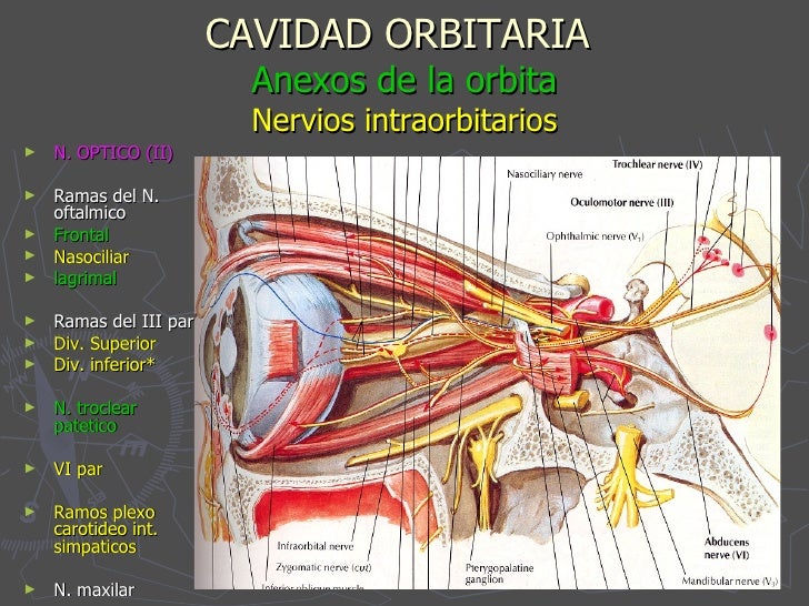 ( I ) 3 orbita y a. anatomia 1