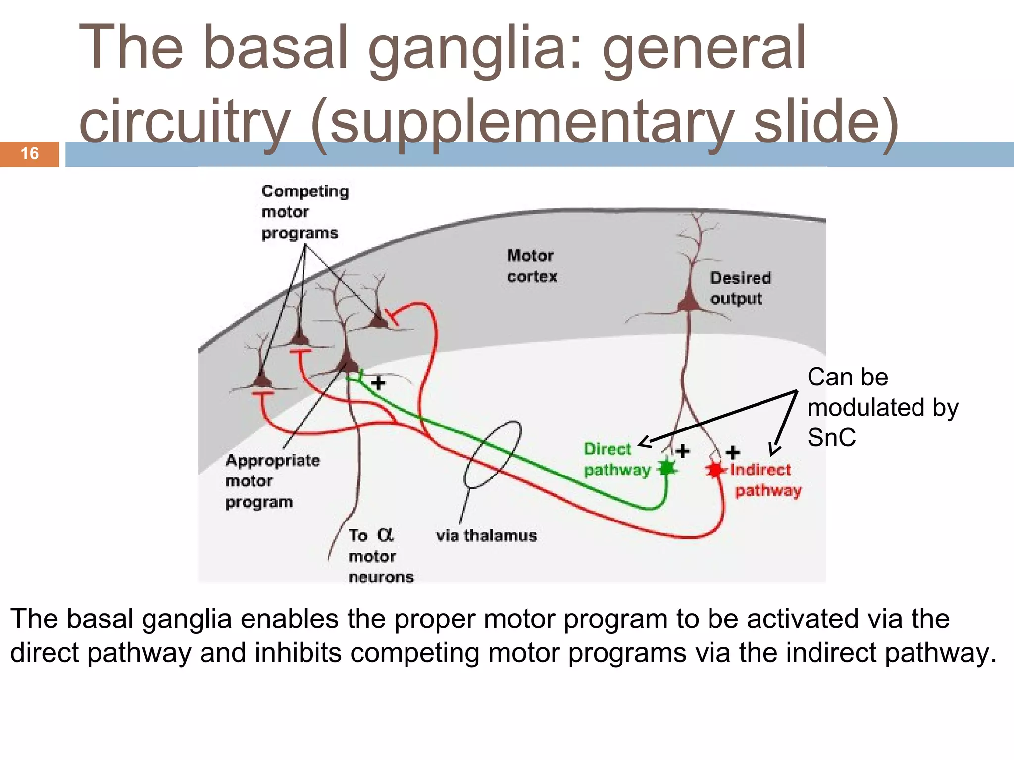 Cerebellum and basal ganglia | PPT