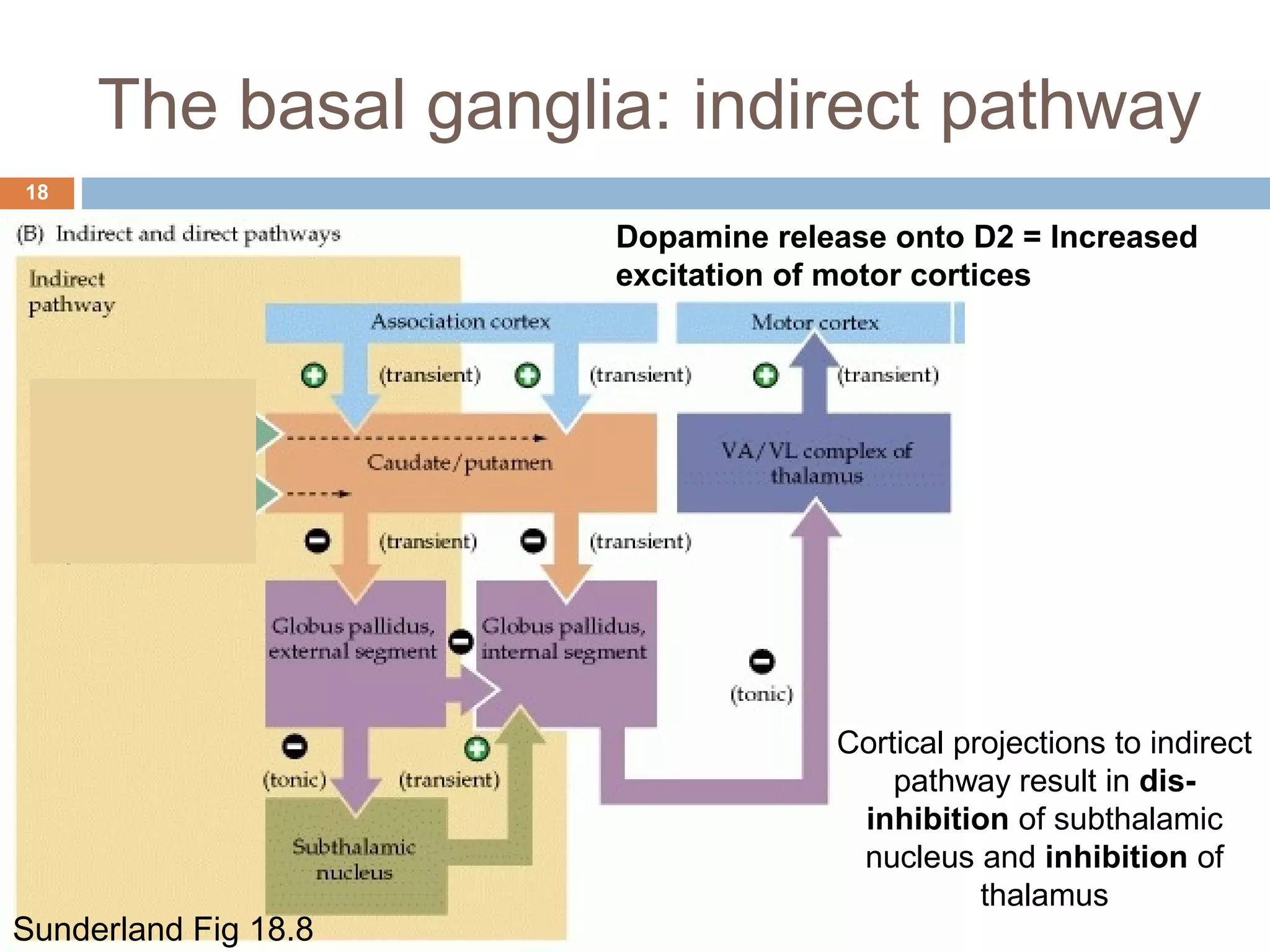 Cerebellum and basal ganglia | PPT
