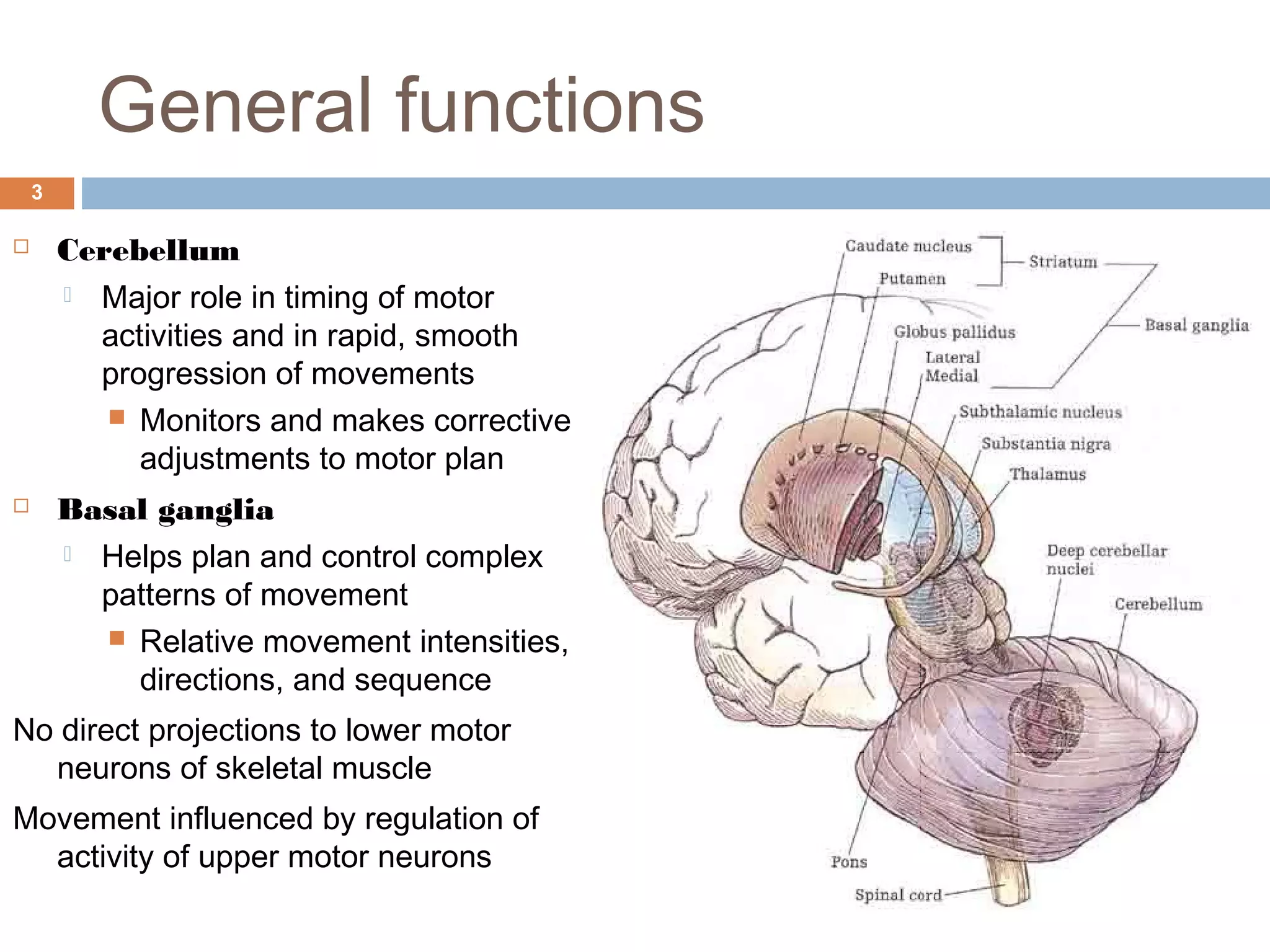 Cerebellum and basal ganglia | PPT
