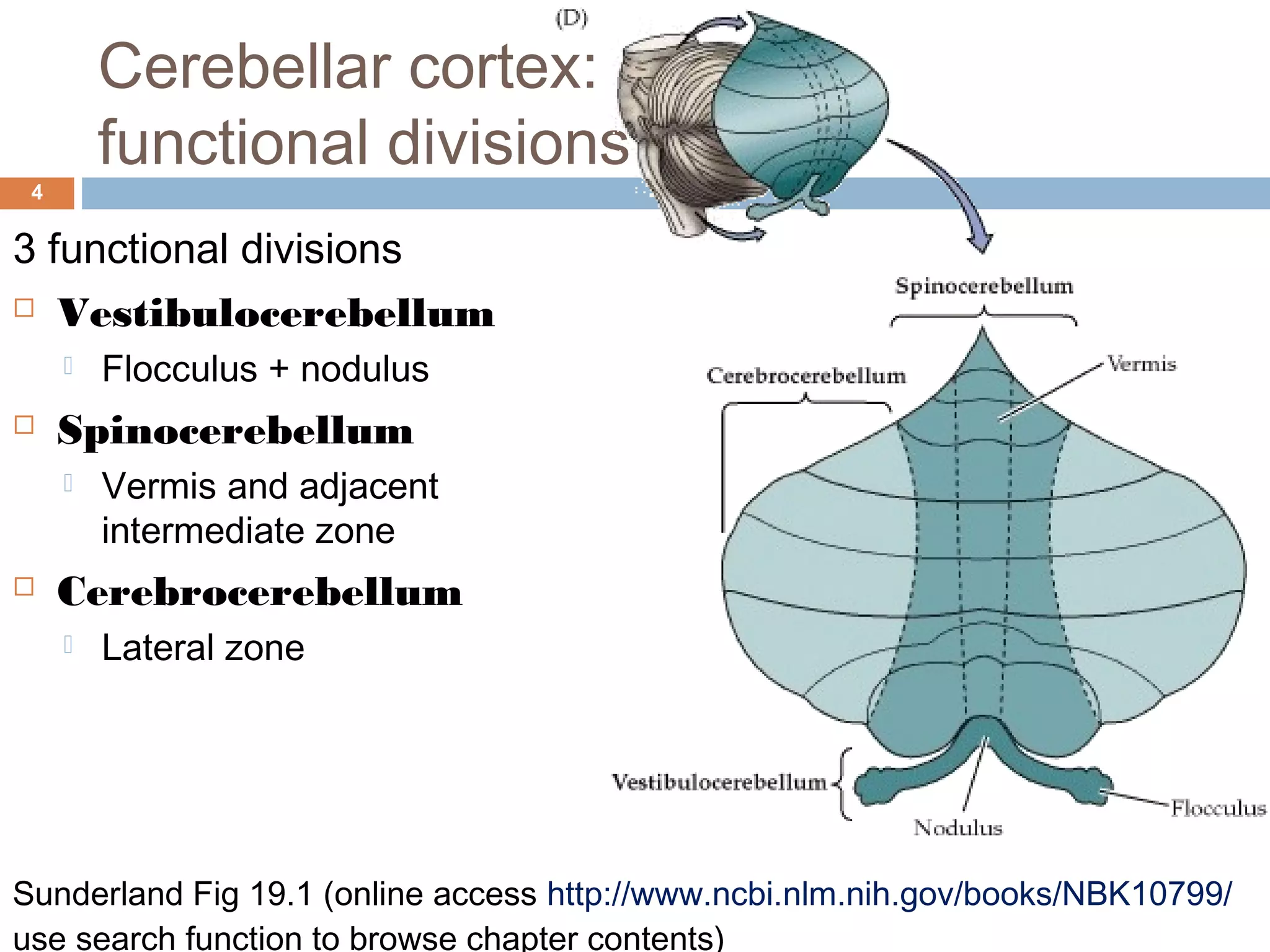 Cerebellum and basal ganglia | PPT