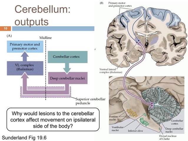 Cerebellum and basal ganglia | PPT