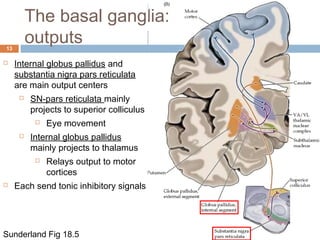 Cerebellum and basal ganglia | PPT