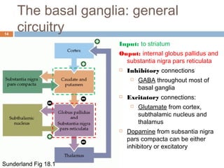 Cerebellum and basal ganglia | PPT